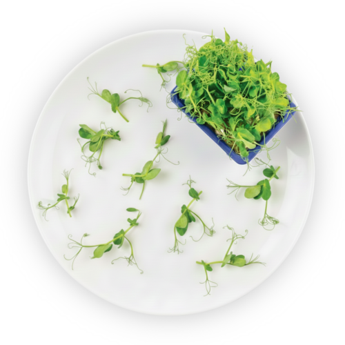 Affilla Cress Living Microgreens - Flavour Fields